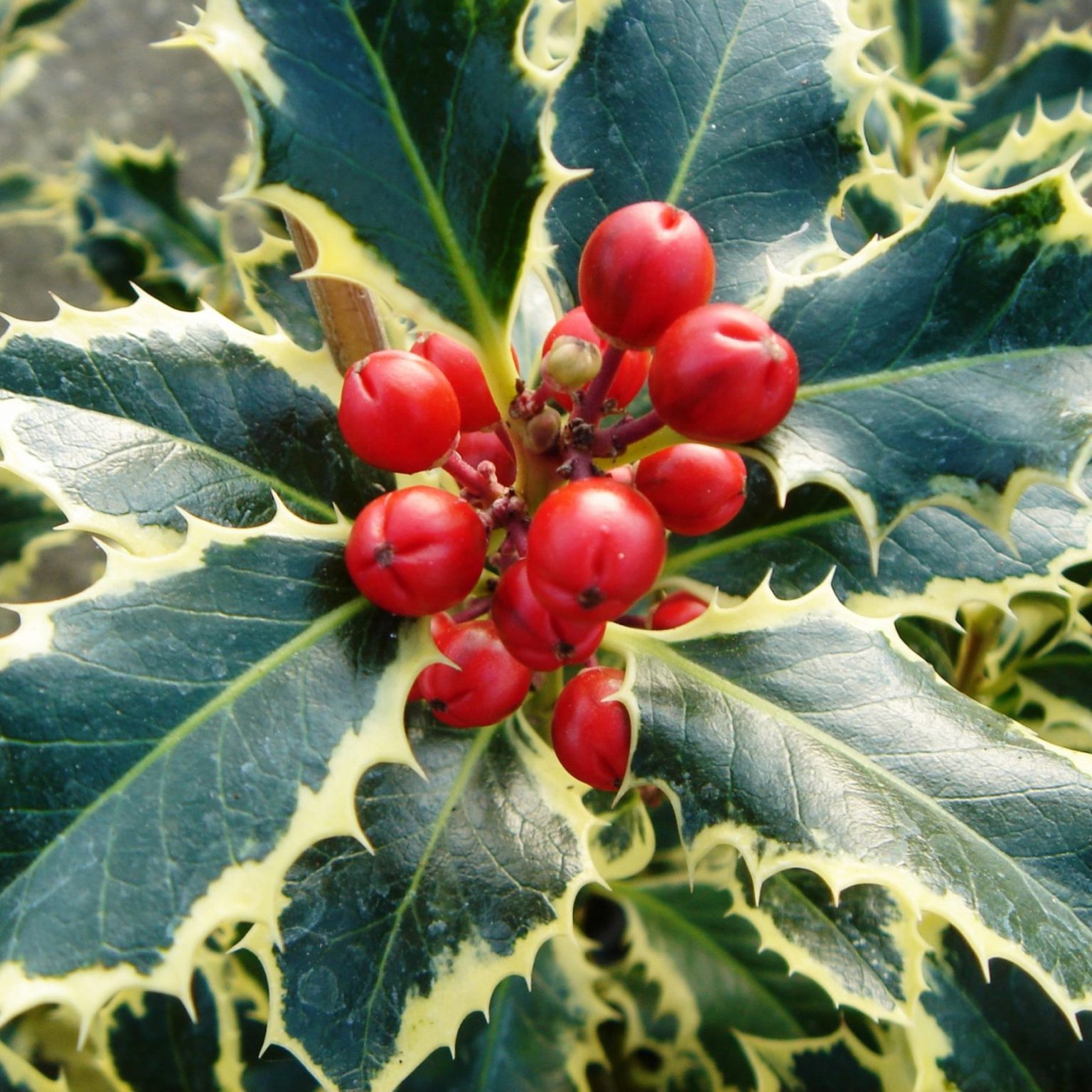 flowering-plants-with-thorns-holly-1-0-modern-design